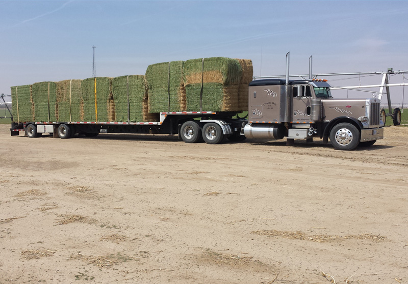 Quality Hay LLC | Quality Hay You Can Depend on